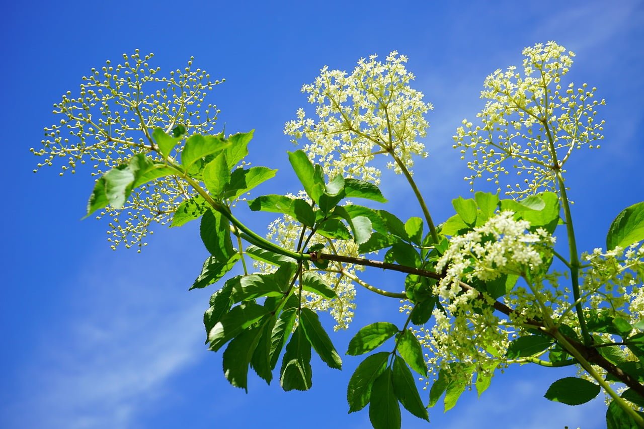 Sabugueiro - Plantas Medicinais - Ervanarium - Escola das Plantas
