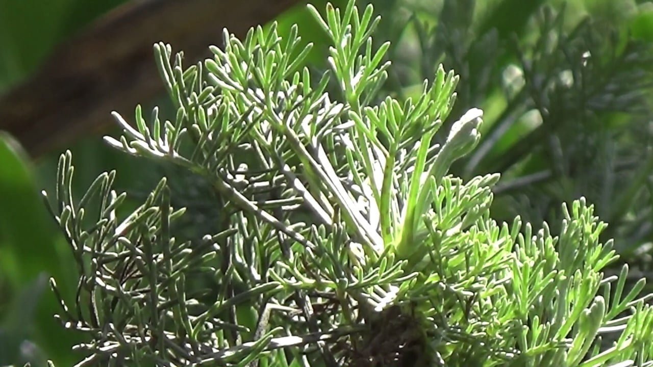 Cânfora - Planta Medicinal - Ervanarium - Escola das Plantas