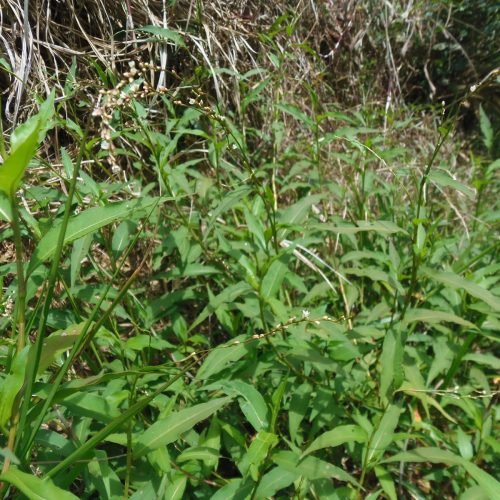 Erva de Bicho - Planta Medicinal - Ervanarium - Escola de Fitoterapia