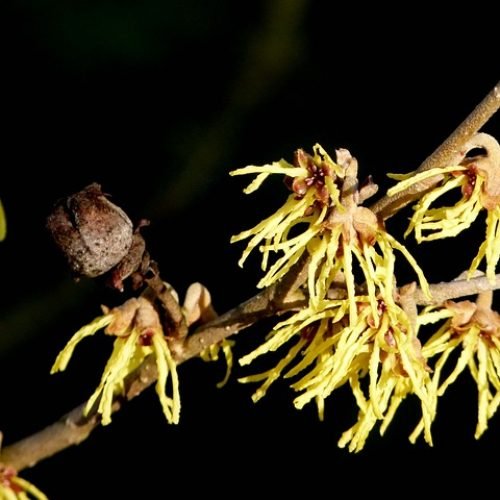 Hamamélis - Planta Medicinal - Ervanarium - Escola das Plantas